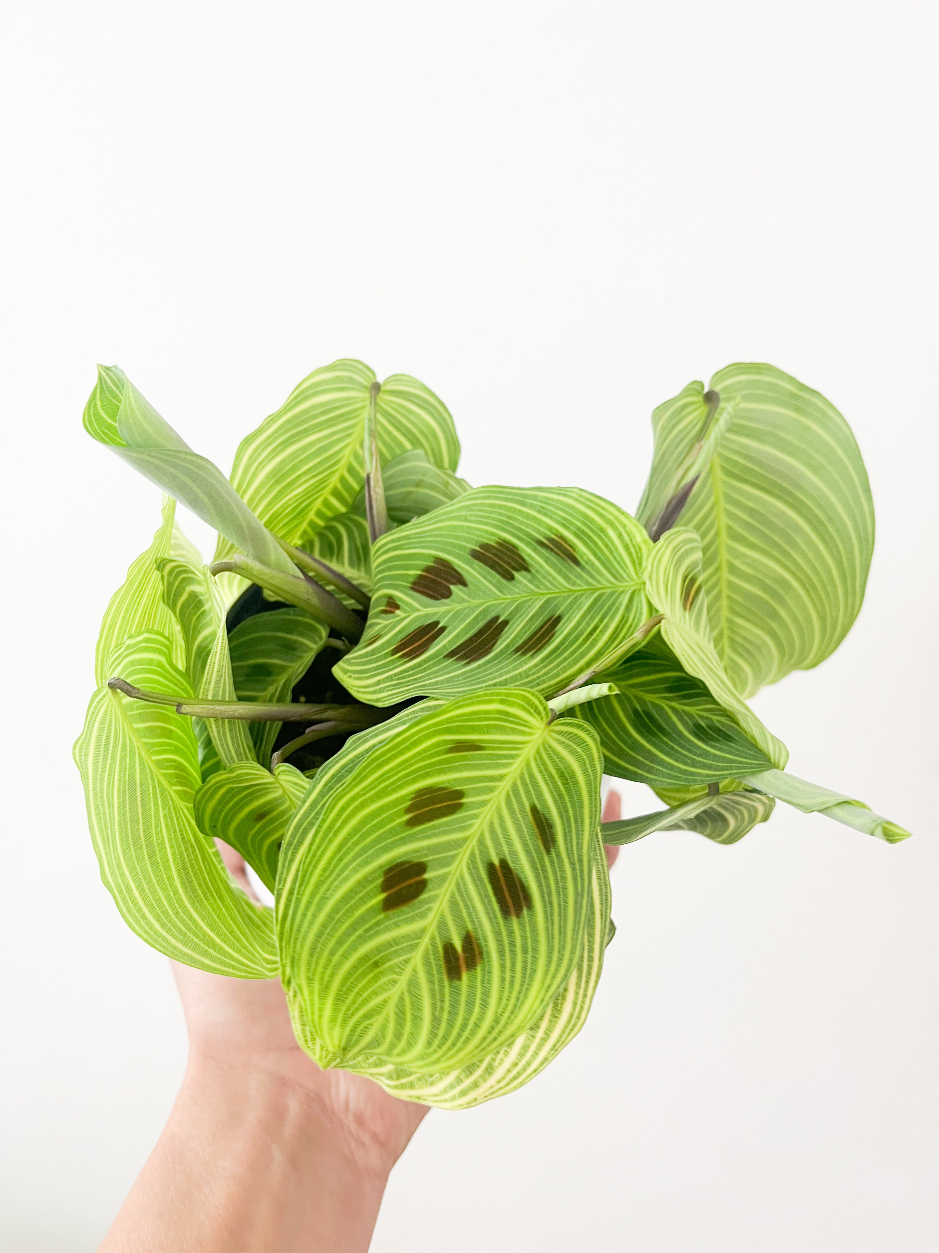 Maranta Gold lines 4" – Miss Boon - Boutique Végétale